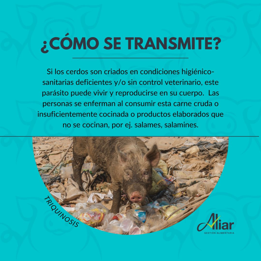 Triquinosis: qué es, síntomas y prevención – Portal de Inocuidad
